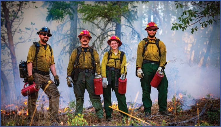 Grayback Forestry - SOREDI